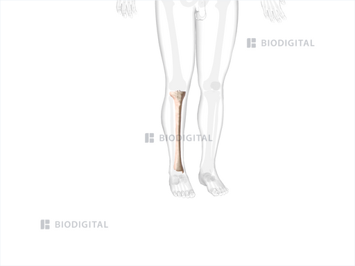 Right tibia | BioDigital Anatomy