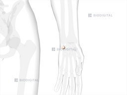 Left pisiform | BioDigital Anatomy