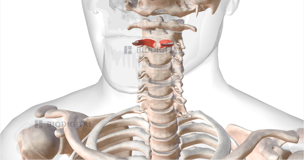 Superior Pharyngeal Constrictor