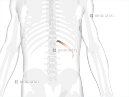 Left twelfth rib | BioDigital Anatomy