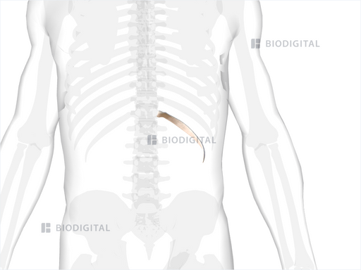 Left twelfth rib | BioDigital Anatomy