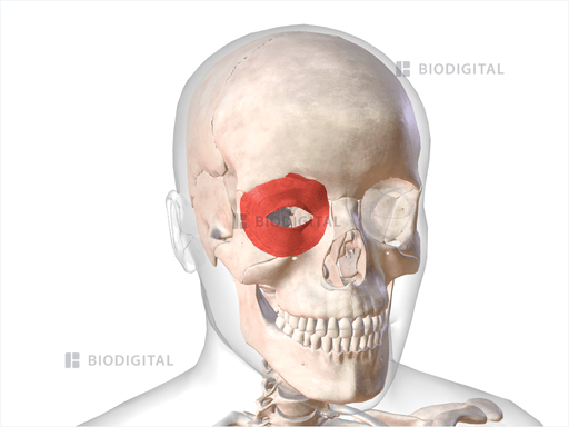 Right orbicularis oculi muscles | BioDigital Anatomy