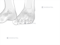 Distal phalanx of left fifth toe | BioDigital Anatomy