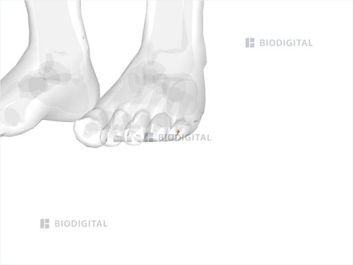 Distal phalanx of left fifth toe | BioDigital Anatomy