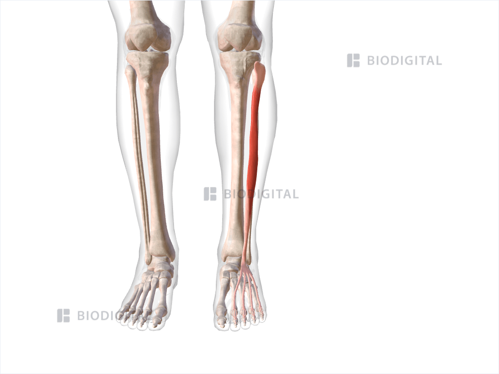 Left Extensor Digitorum Longus BioDigital Anatomy