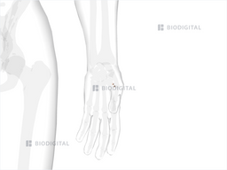 Sesamoid bones of left thumb | BioDigital Anatomy