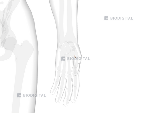 Sesamoid bones of left thumb | BioDigital Anatomy