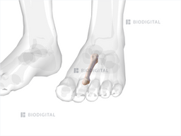 Left second metatarsal | BioDigital Anatomy