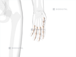 Phalanges of left hand | BioDigital Anatomy
