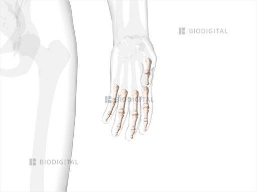Phalanges of left hand | BioDigital Anatomy