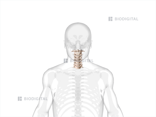 Cervical Vertebrae Biodigital Anatomy