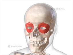 Orbicularis oculi muscles | BioDigital Anatomy
