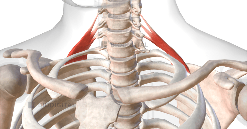 Scalene Physiopedia