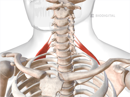 Posterior scalene | BioDigital Anatomy