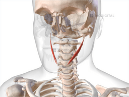 Stylohyoid | BioDigital Anatomy