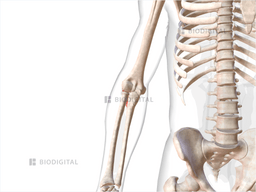 Right anconeus | BioDigital Anatomy