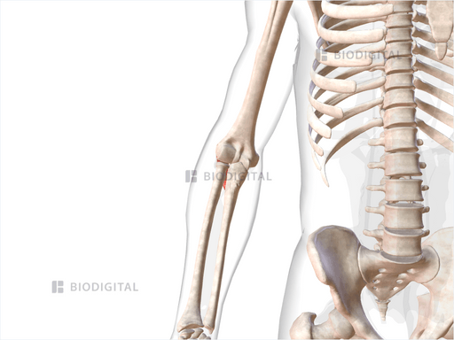 Right anconeus | BioDigital Anatomy