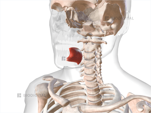 Left genioglossus | BioDigital Anatomy