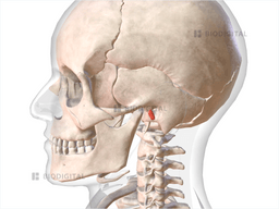 Tragus | BioDigital Anatomy