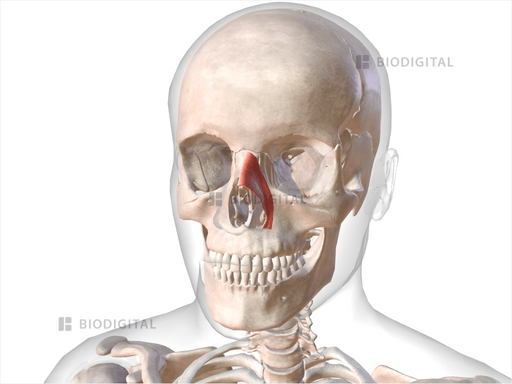 Left nasalis | BioDigital Anatomy