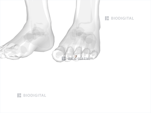 Distal phalanx of left third toe | BioDigital Anatomy
