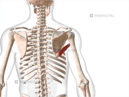 Right teres major | BioDigital Anatomy