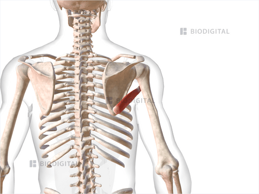 Right teres major | BioDigital Anatomy