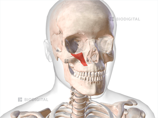 Right levator labii superioris | BioDigital Anatomy