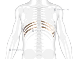 False ribs | BioDigital Anatomy