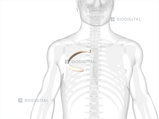 Right fourth rib | BioDigital Anatomy
