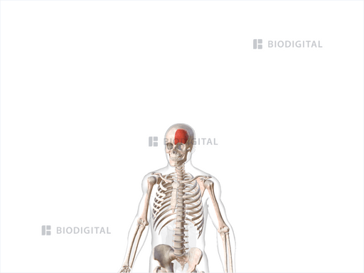 Left frontalis | BioDigital Anatomy