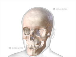 Skull | BioDigital Anatomy