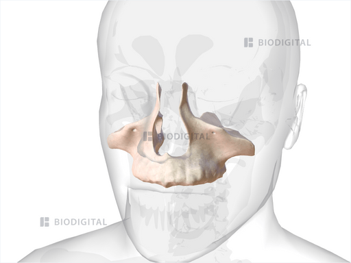 Maxilla | BioDigital Anatomy