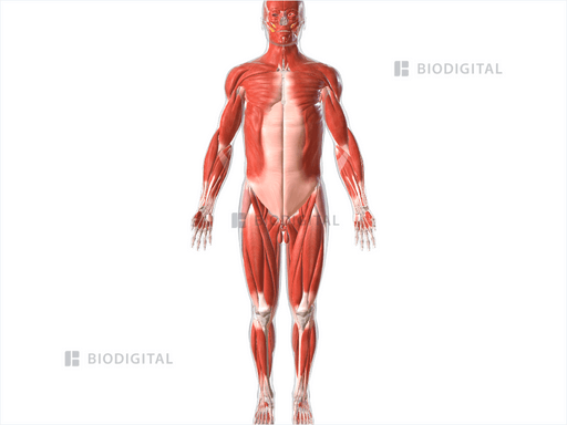 Muscular system | BioDigital Anatomy Muscular system | BioDigital Anatomy
