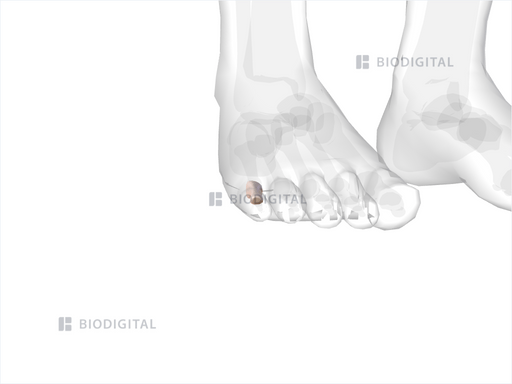 Proximal phalanx of right fifth toe | BioDigital Anatomy
