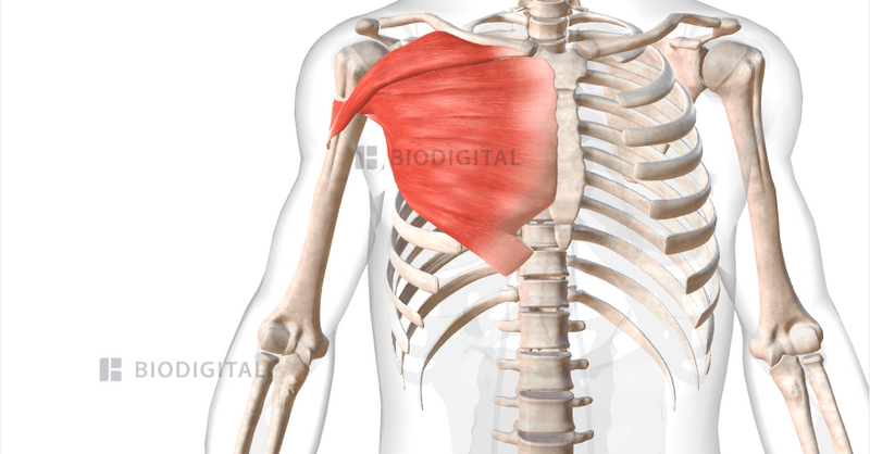 115 Muscles Of The Pectoral Girdle And Upper Limbs