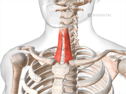 Sternohyoid | BioDigital Anatomy