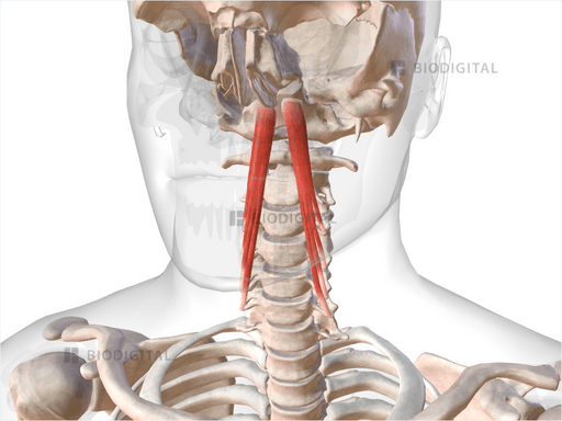 Longus capitis | BioDigital Anatomy