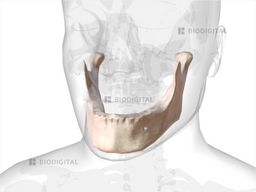 Mandible | BioDigital Anatomy