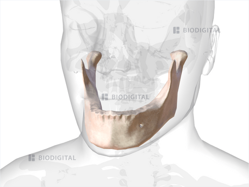 Mandible | BioDigital Anatomy