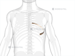 Left seventh rib | BioDigital Anatomy