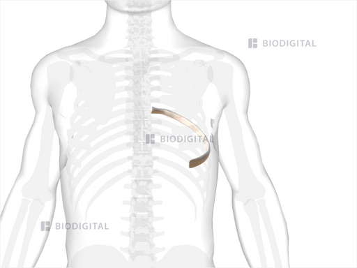 Left seventh rib | BioDigital Anatomy