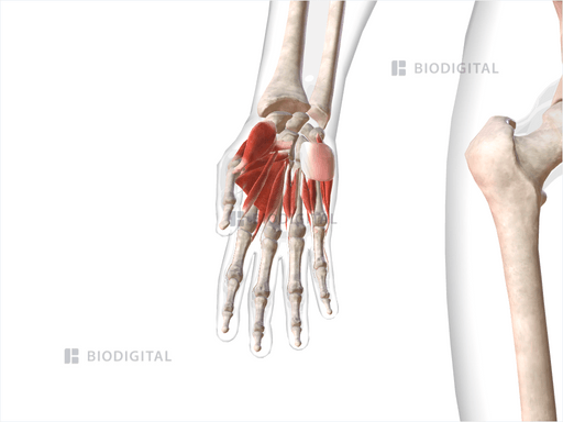 Palmar muscles of right hand | BioDigital Anatomy