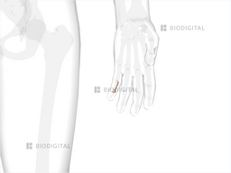 Middle phalanx of left little finger | BioDigital Anatomy