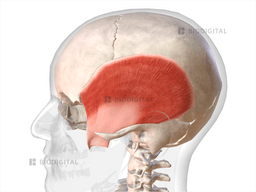 Temporalis | BioDigital Anatomy