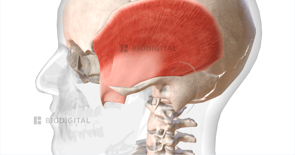 Temporalis
