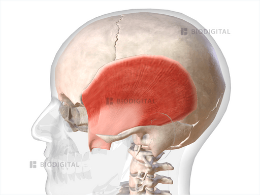 Temporalis | BioDigital Anatomy