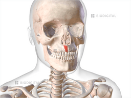 Right depressor septi nasi | BioDigital Anatomy