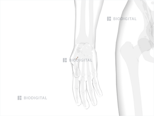 Sesamoid bones of right thumb | BioDigital Anatomy