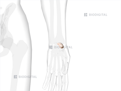 Left scaphoid | BioDigital Anatomy
